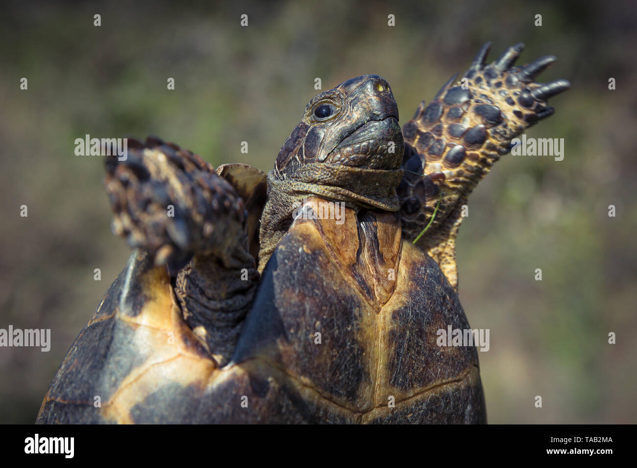 Turtle in wildlife in Turkey Stock Photo - Alamy