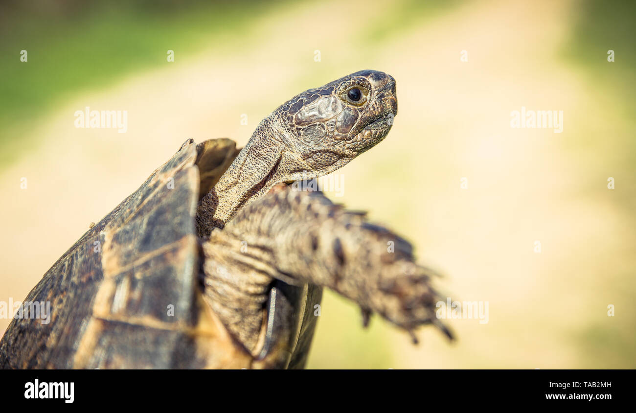 Turtle in wildlife in Turkey Stock Photo - Alamy