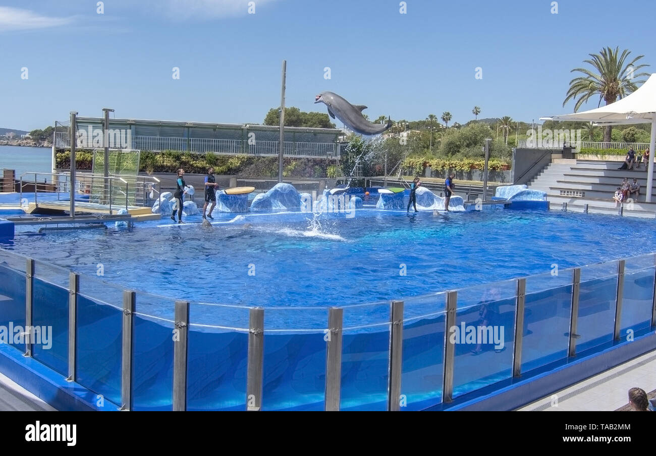 PALMA, MALLORCA, SPAIN - MAY 22, 2019: Dolphin show Marineland on May ...