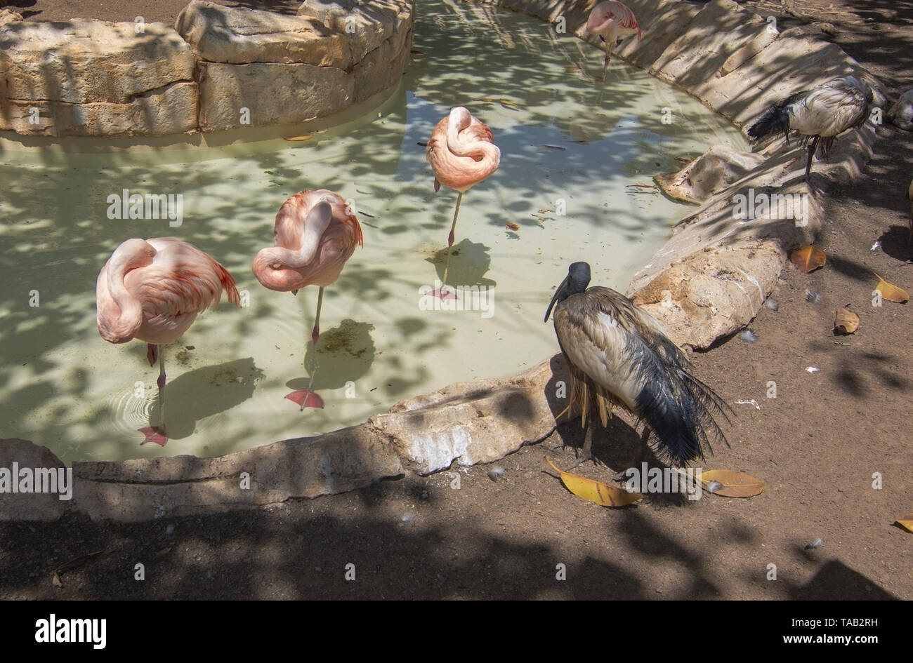 PALMA, MALLORCA, SPAIN - MAY 22, 2019: Flamingos and other birds by a ...