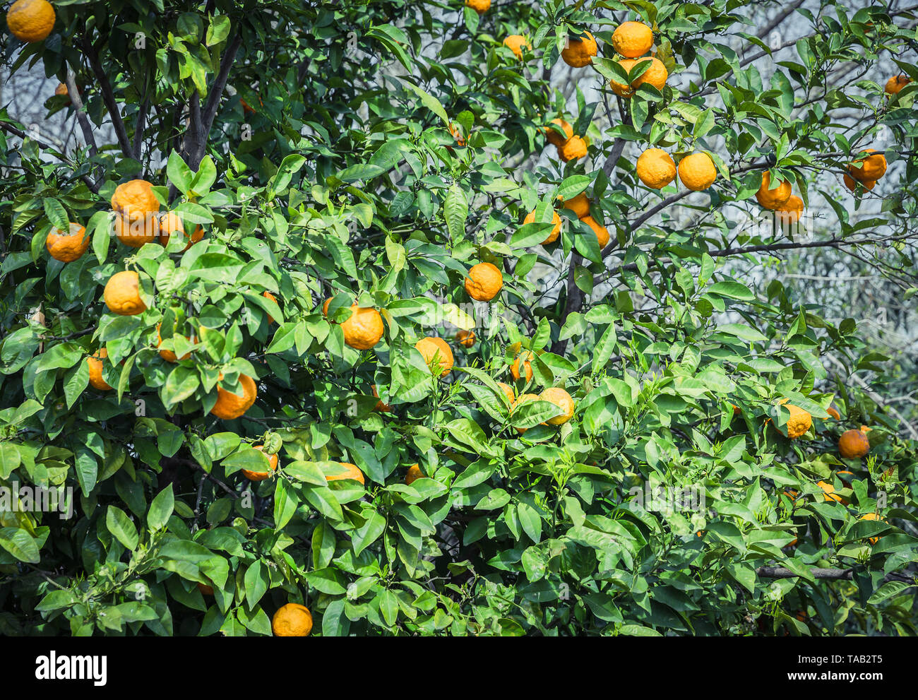 Mandarin garden - Trees with ripe fruits Stock Photo - Alamy