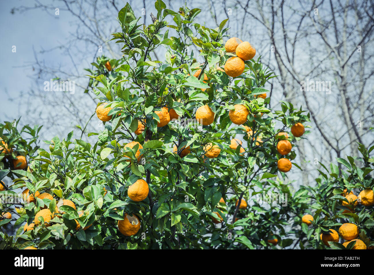 Mandarin garden - Trees with ripe fruits Stock Photo - Alamy