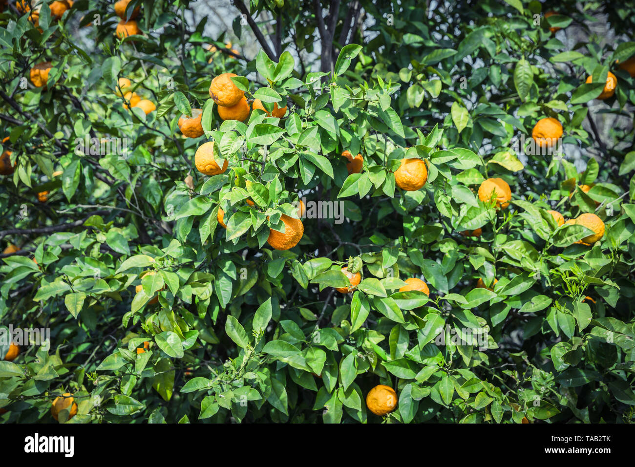Mandarin garden - Trees with ripe fruits Stock Photo - Alamy