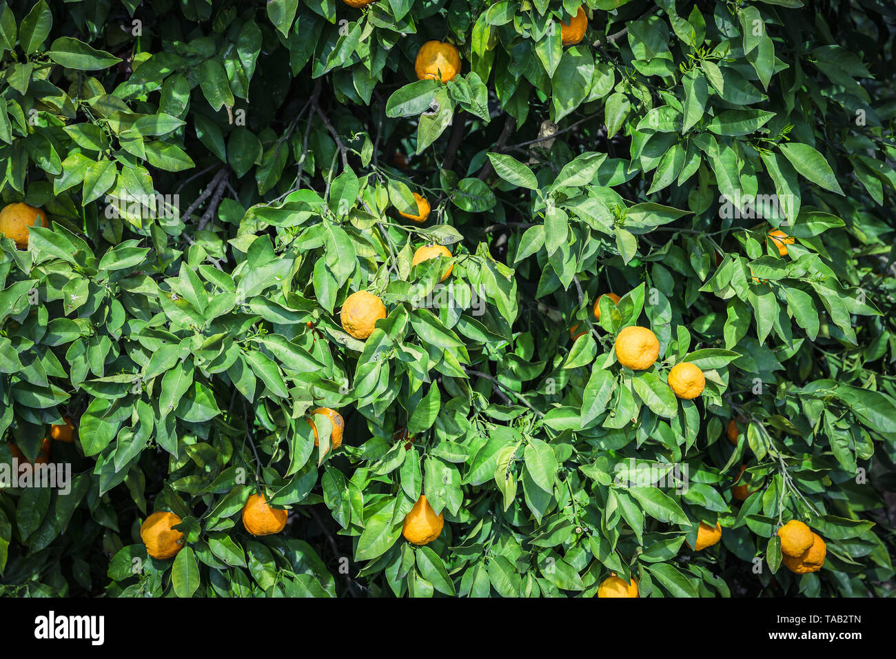Mandarin garden - Trees with ripe fruits Stock Photo - Alamy