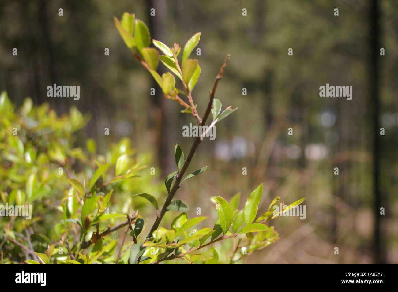 Tree and Jungle Wallpaper Stock Photo - Alamy