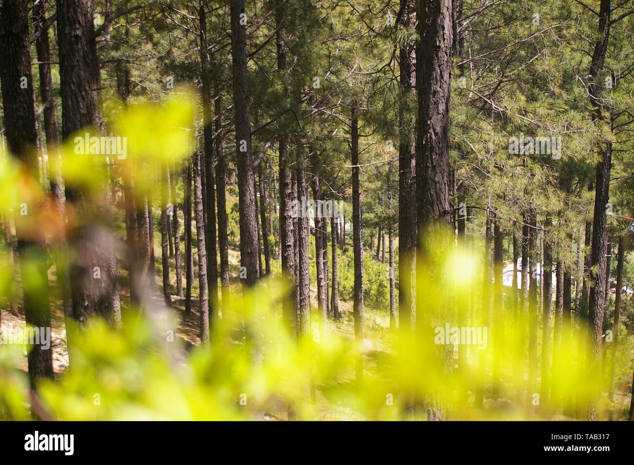 Tree and Jungle Wallpaper Stock Photo - Alamy