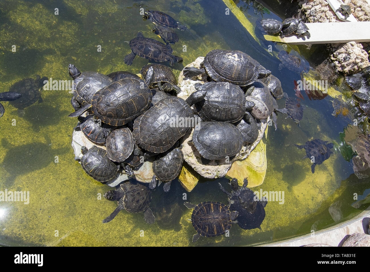 PALMA, MALLORCA, SPAIN - MAY 22, 2019: Turtles assemble in a heap and ...