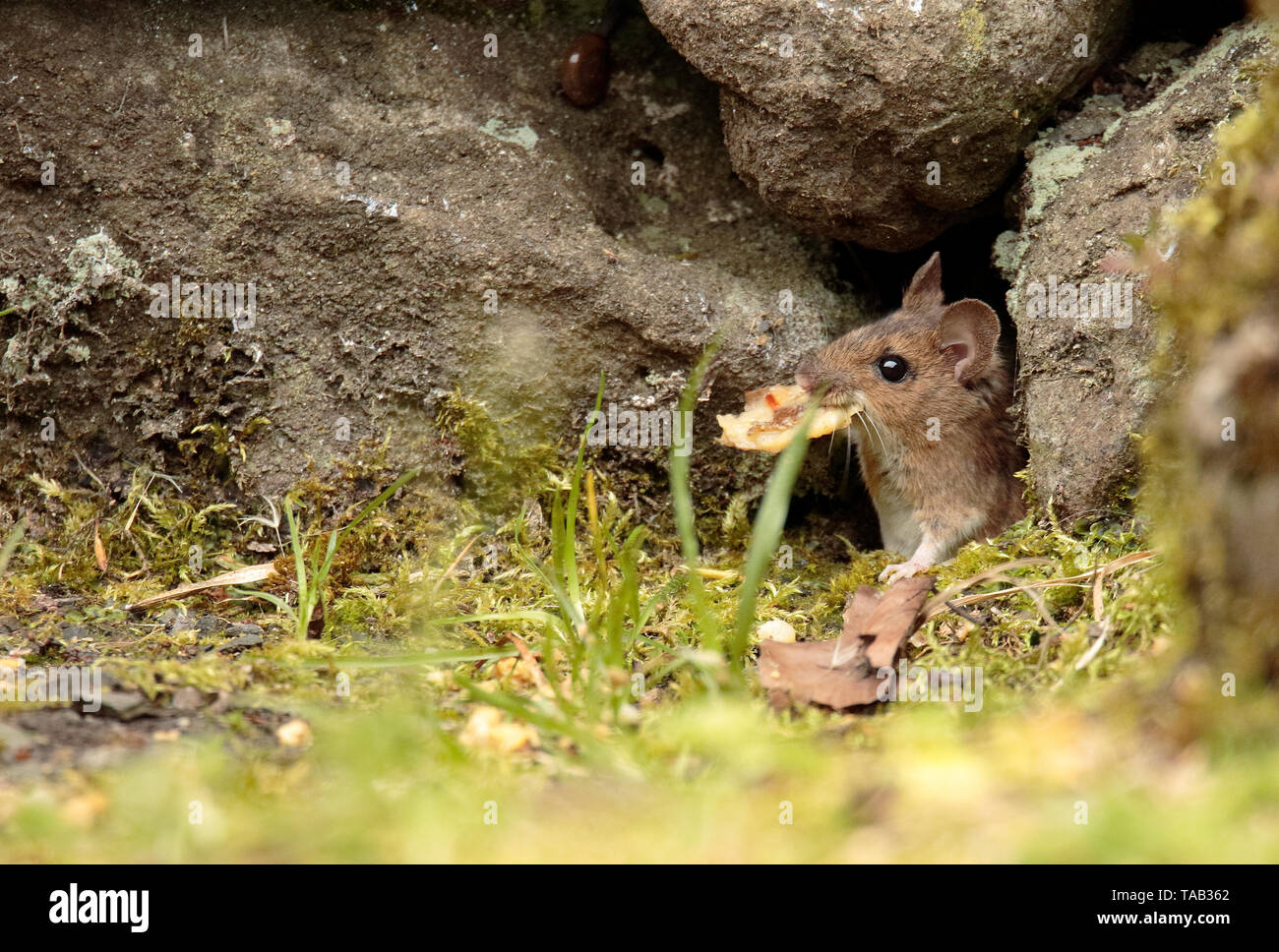Peeping mouse hi-res stock photography and images - Alamy