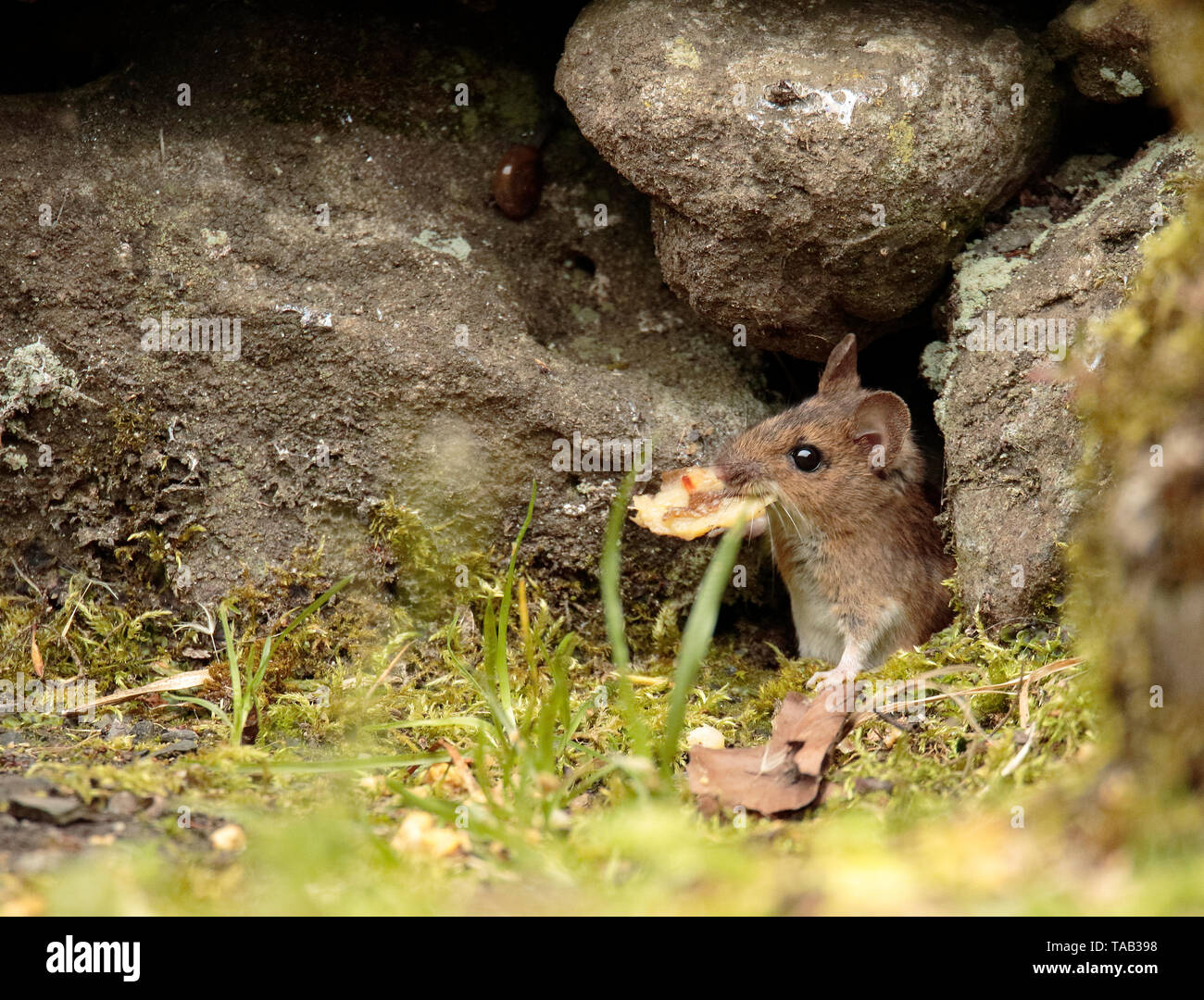 Peeping mouse hi-res stock photography and images - Alamy