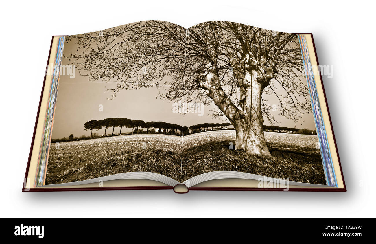 Remote tree in a tuscan wheatfield - (Tuscany - Italy) - Opened ...