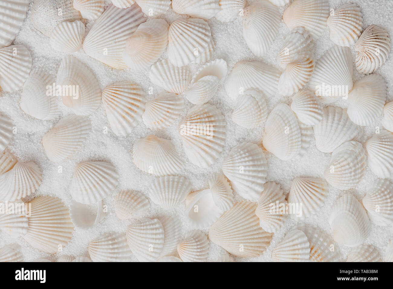white beach shells spread on white sand, top view Stock Photo - Alamy