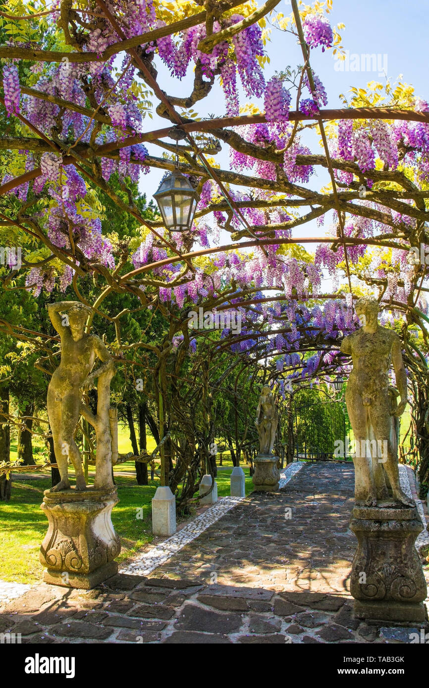 A large wisteria vine being supported by an arched frame in a garden in ...