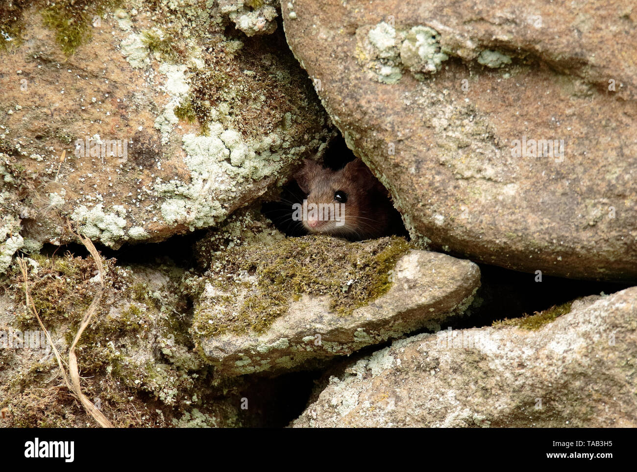 Wood mouse hi-res stock photography and images - Alamy