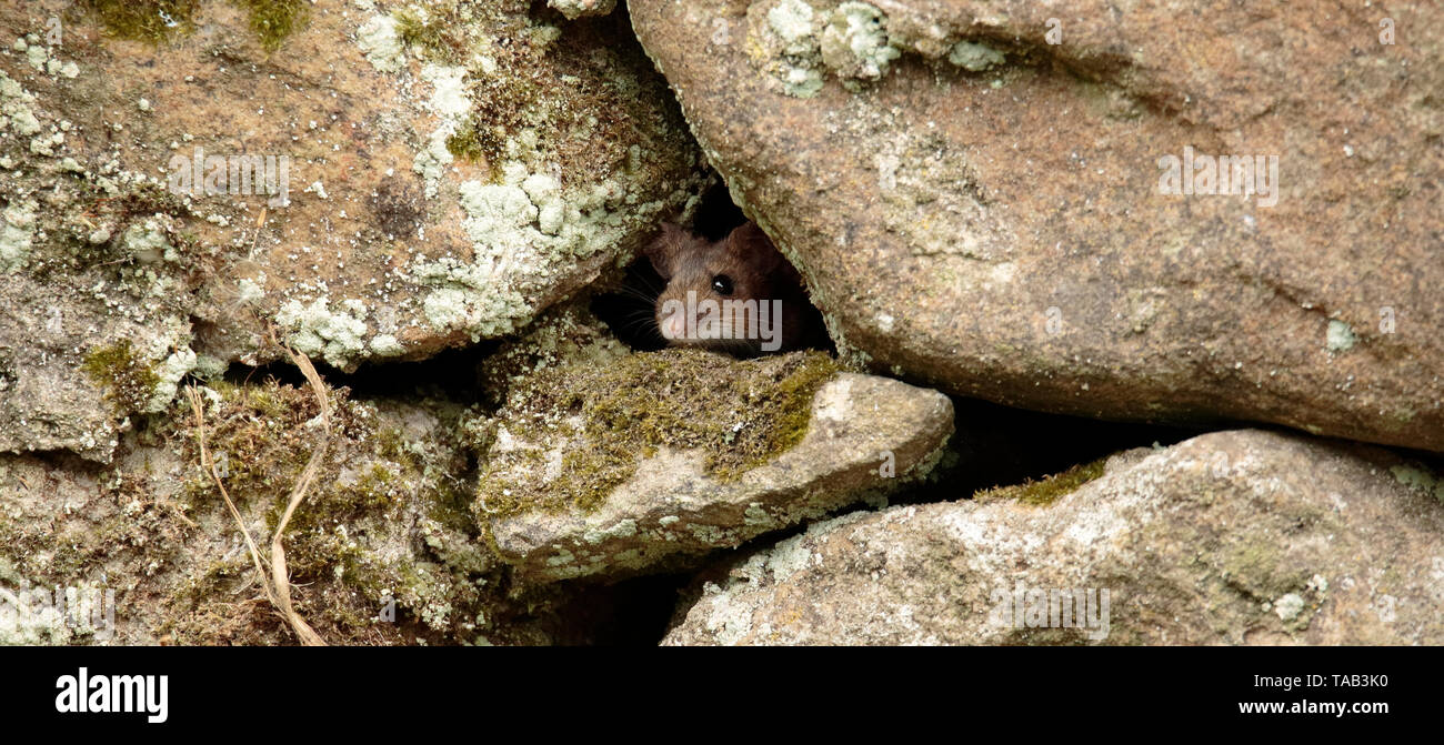 Wood mouse hi-res stock photography and images - Alamy