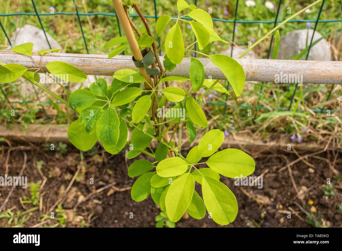 A young Akibia Quinata shrub, or the Cream Form variety, growing the ...