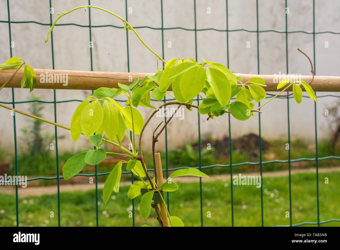 A young Akibia Quinata shrub, or the Cream Form variety, growing the ...