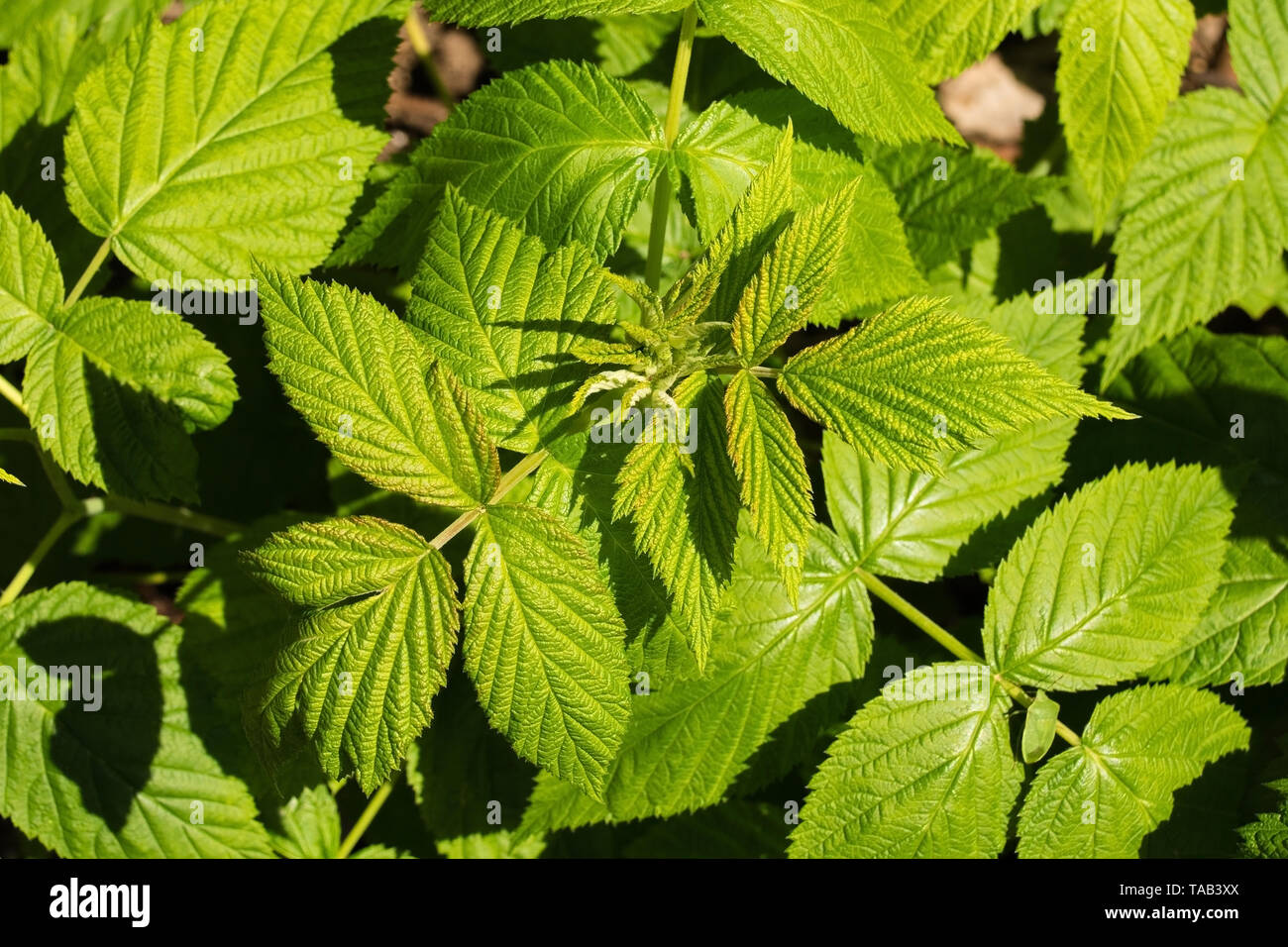 New spring growth on a raspberry plant growing in a vegetable garden in ...