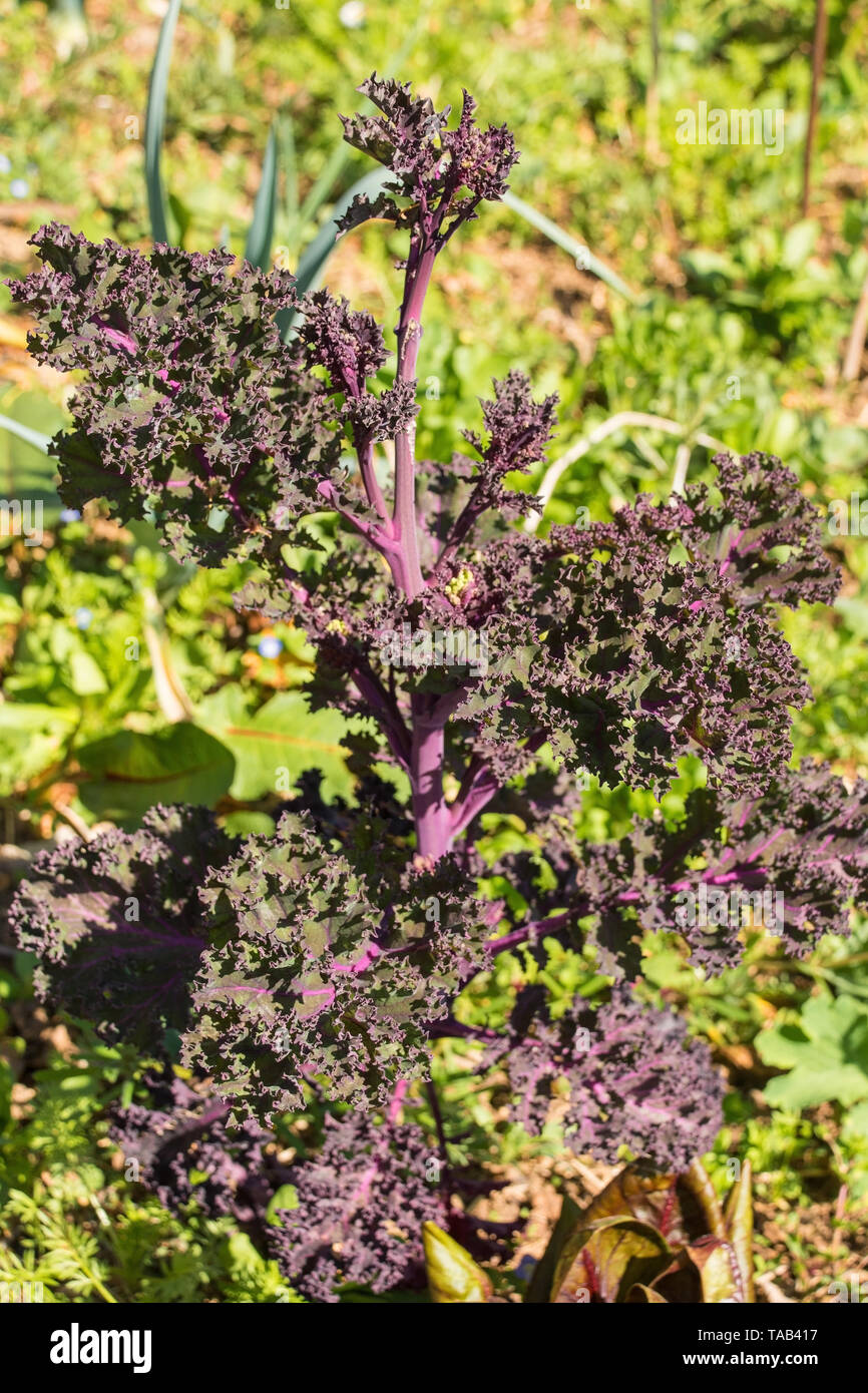 Kale redbor hi-res stock photography and images - Alamy