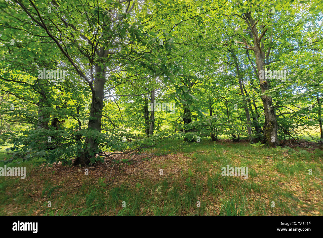 inside the beech forest on a sunny summer day. trees in lush green ...