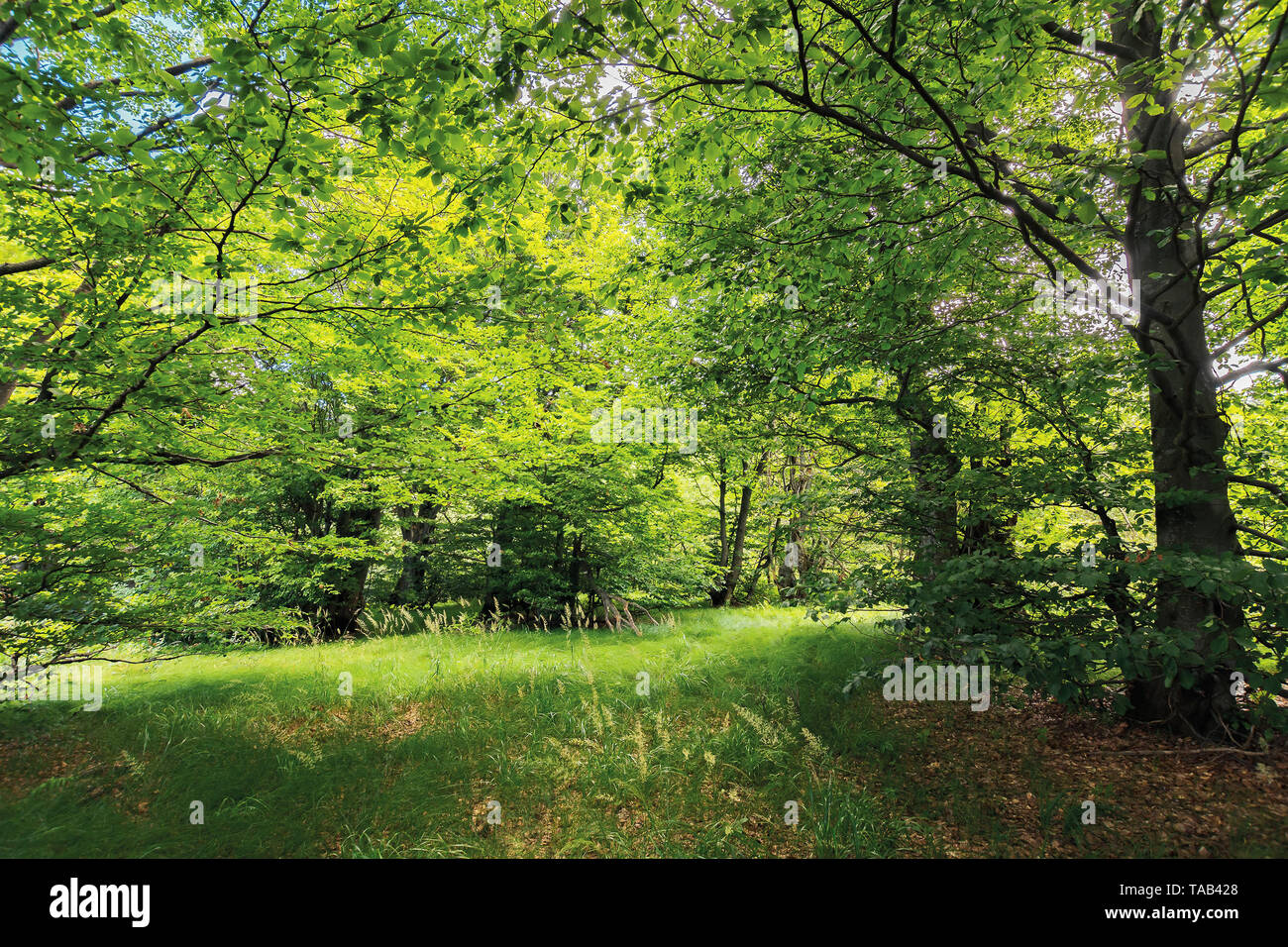 inside the beech forest on a sunny summer day. trees in lush green ...