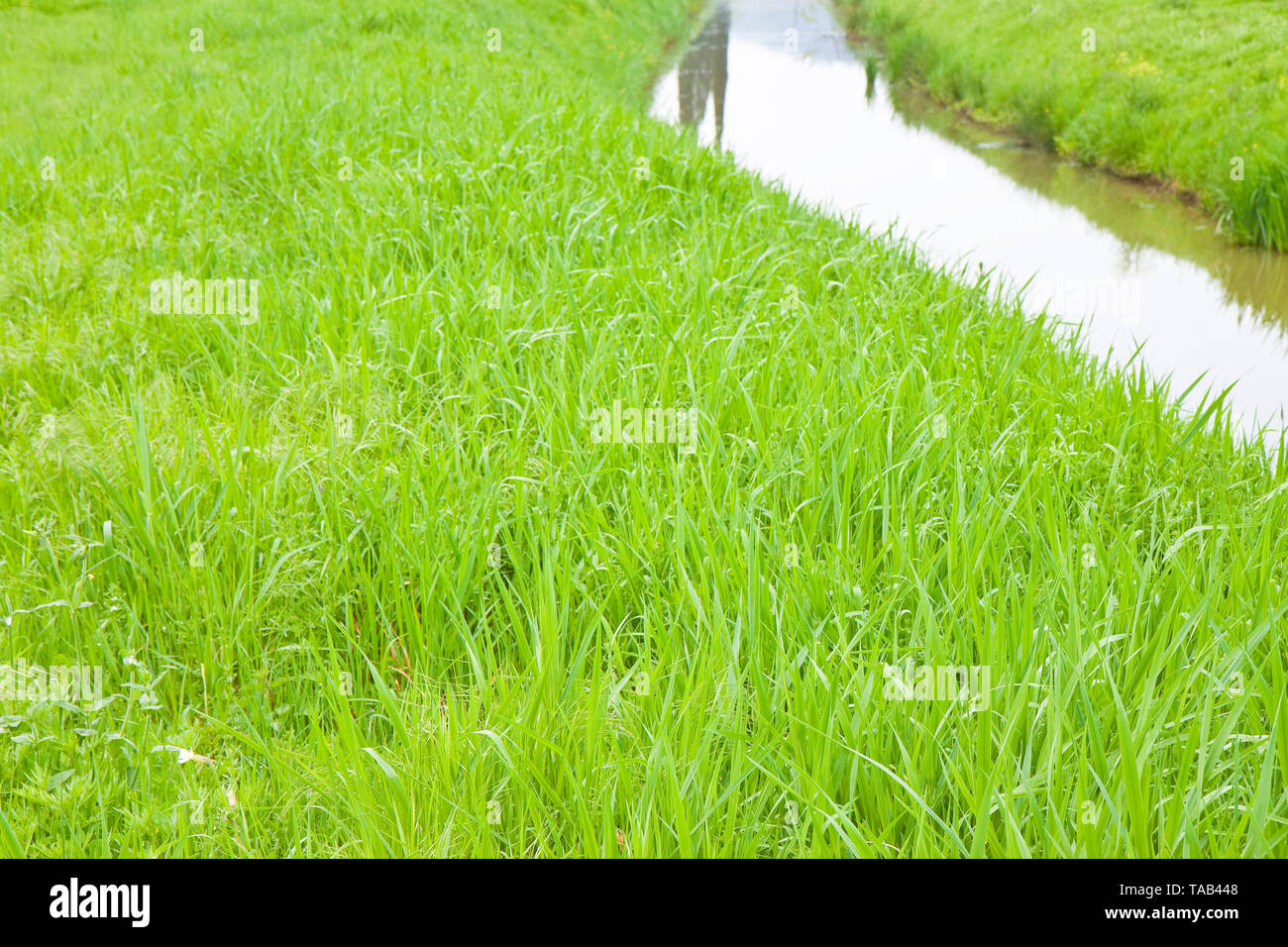 Rural landscape with ditch, green grass and water - image with copy ...