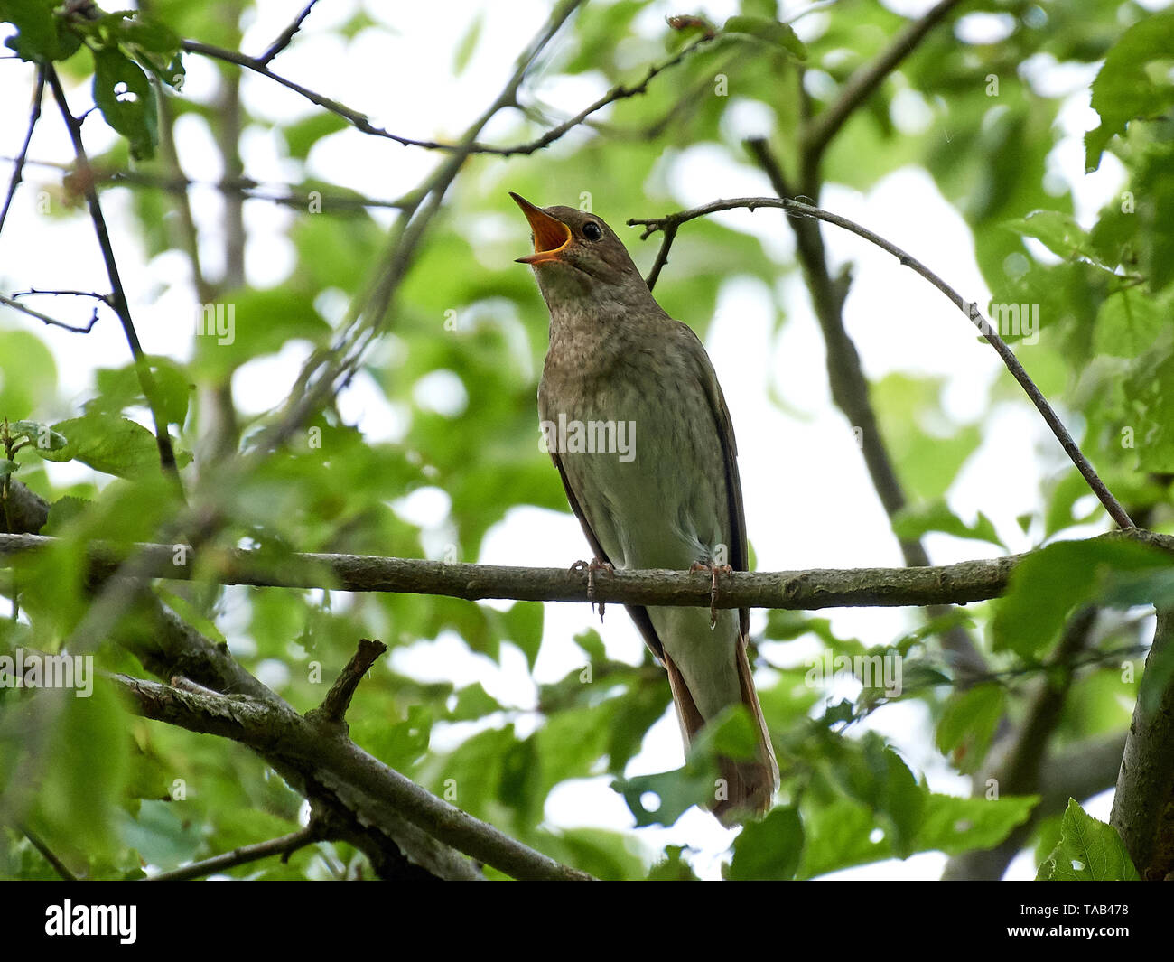 Thrush nightingale in its natural habitat in Denmark Stock Photo - Alamy