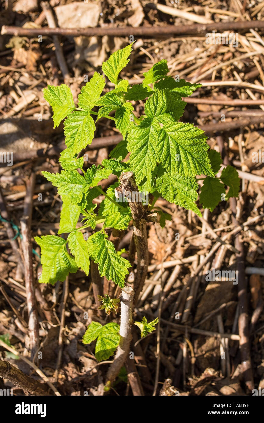 A young raspberry plant in early spring growing in a garden in north ...