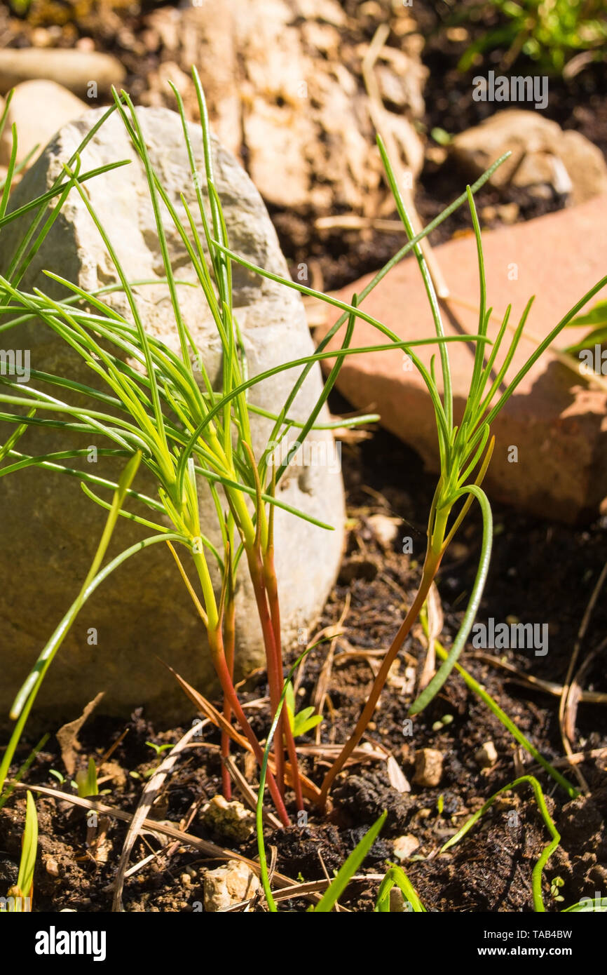A young saltwort plant growing in a garden in north east Italy, where ...