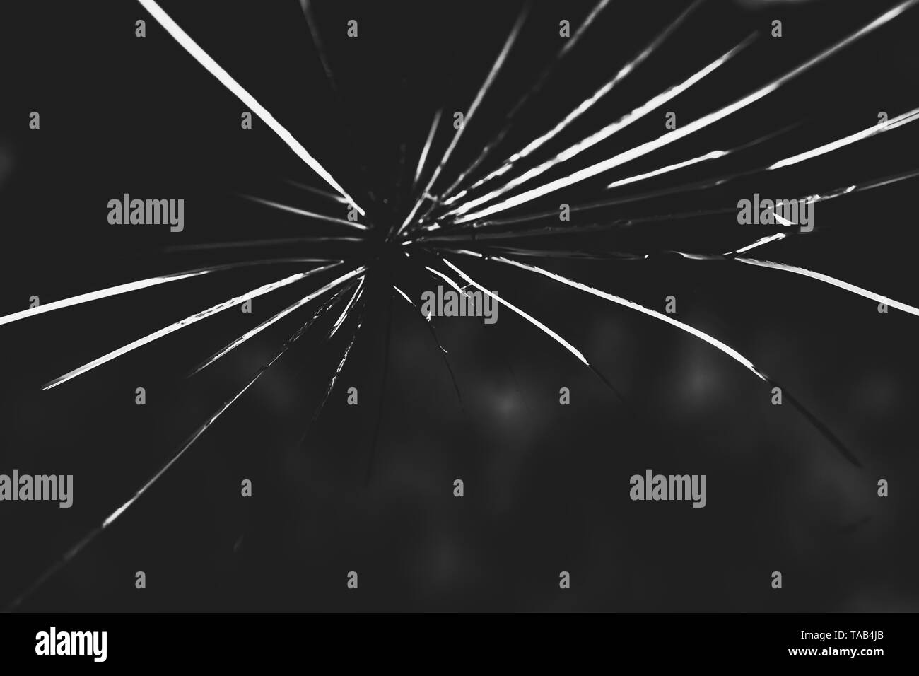 Forming the star shape Black and White Stock Photos & Images - Alamy