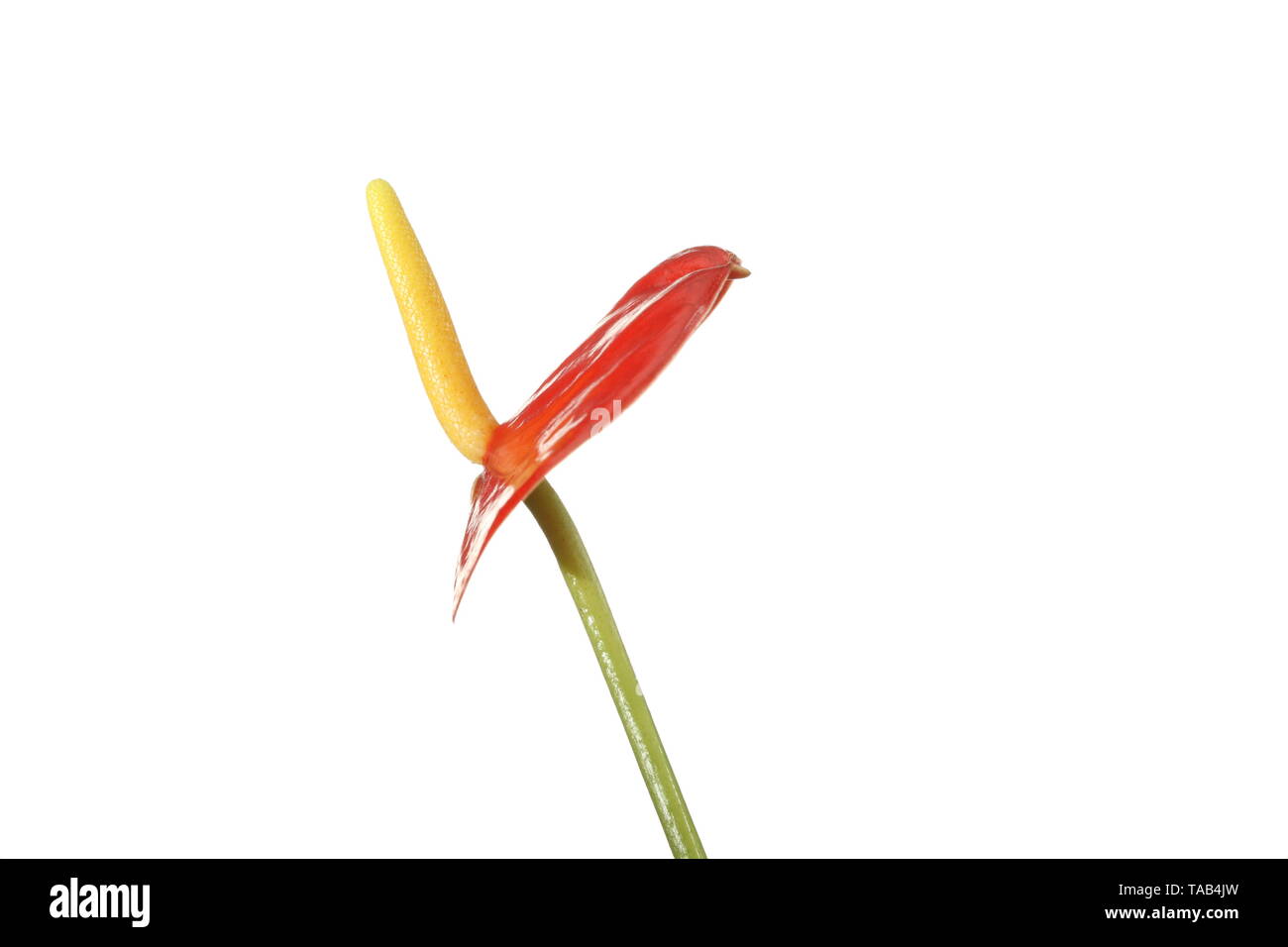 Single stem of an Anthurium - Tail flower Stock Photo - Alamy