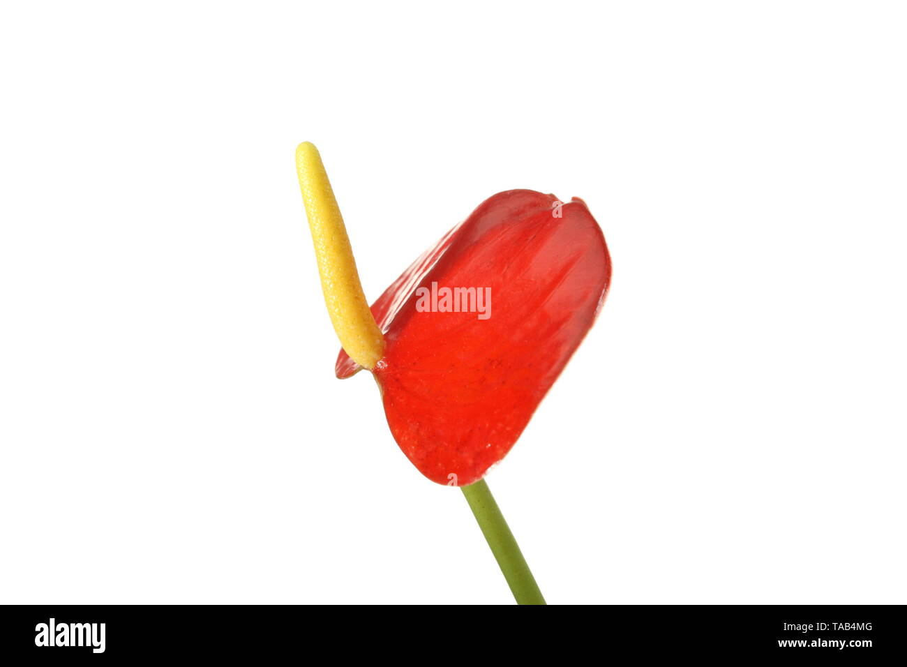 Single stem of an Anthurium - Tail flower Stock Photo - Alamy