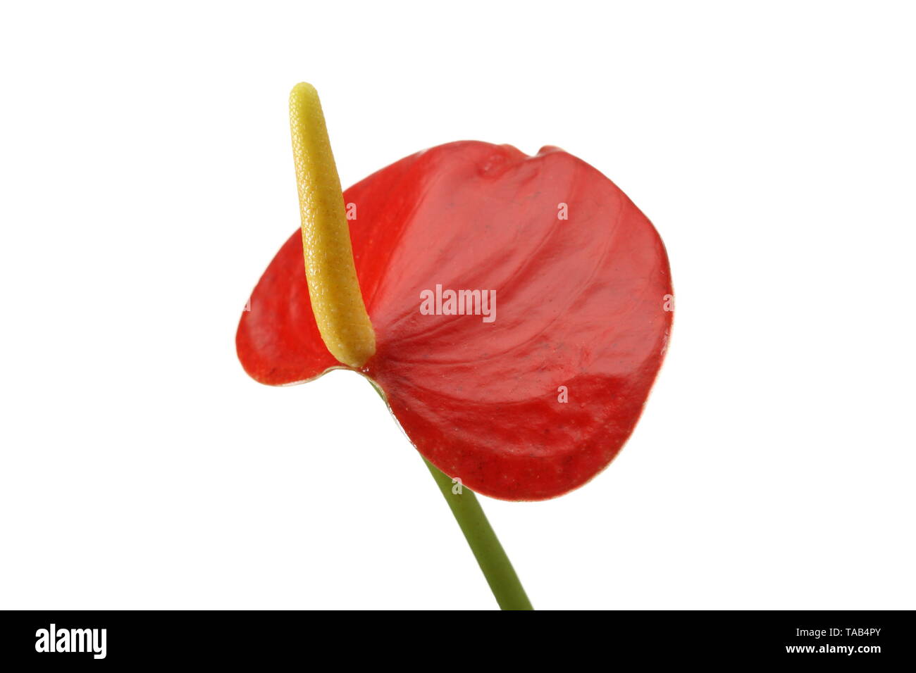 Single stem of an Anthurium - Tail flower Stock Photo - Alamy