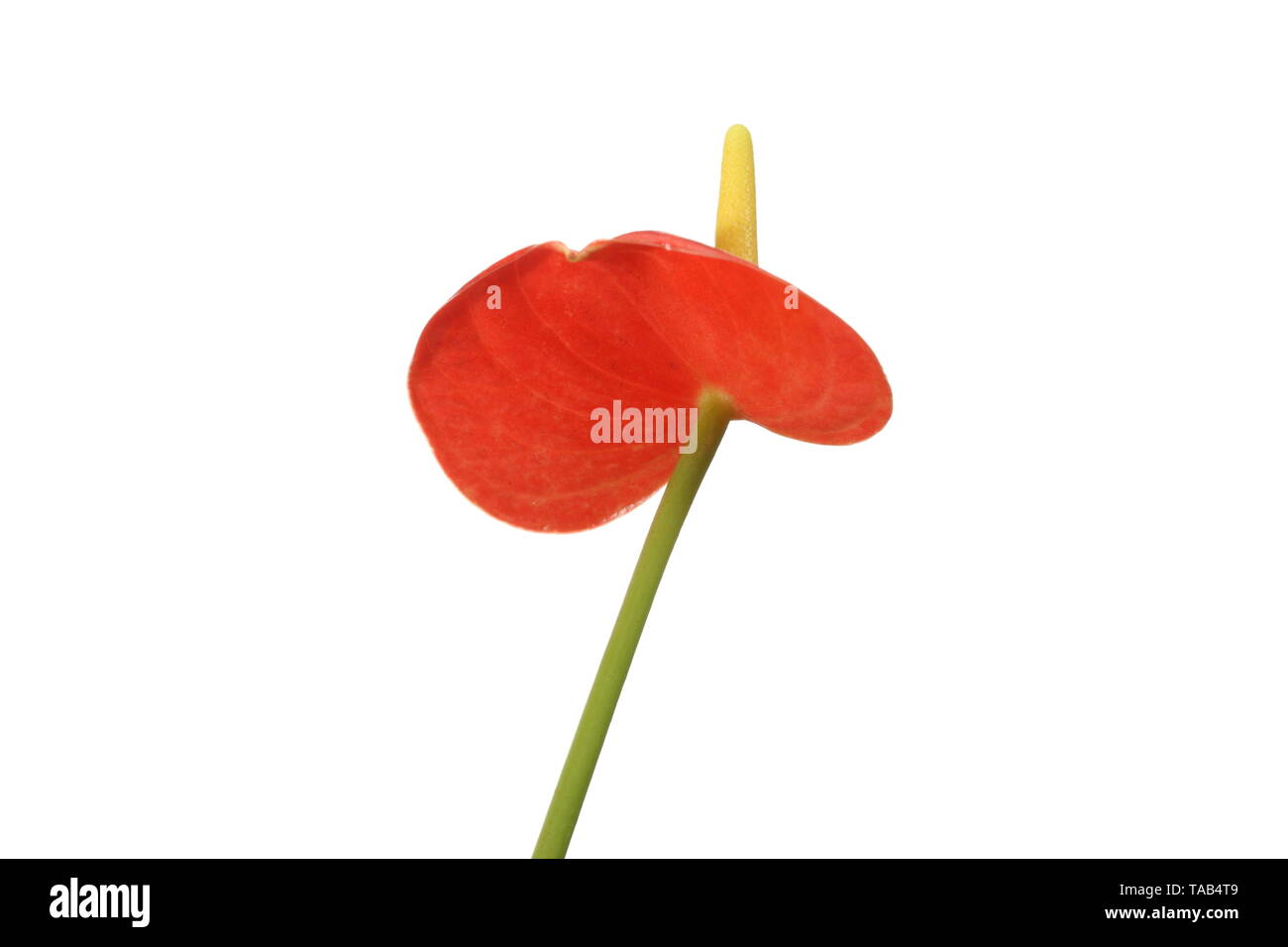 Single stem of an Anthurium - Tail flower Stock Photo - Alamy