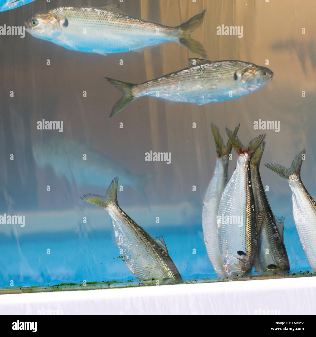 Korea scale image hi-res stock photography and images - Alamy