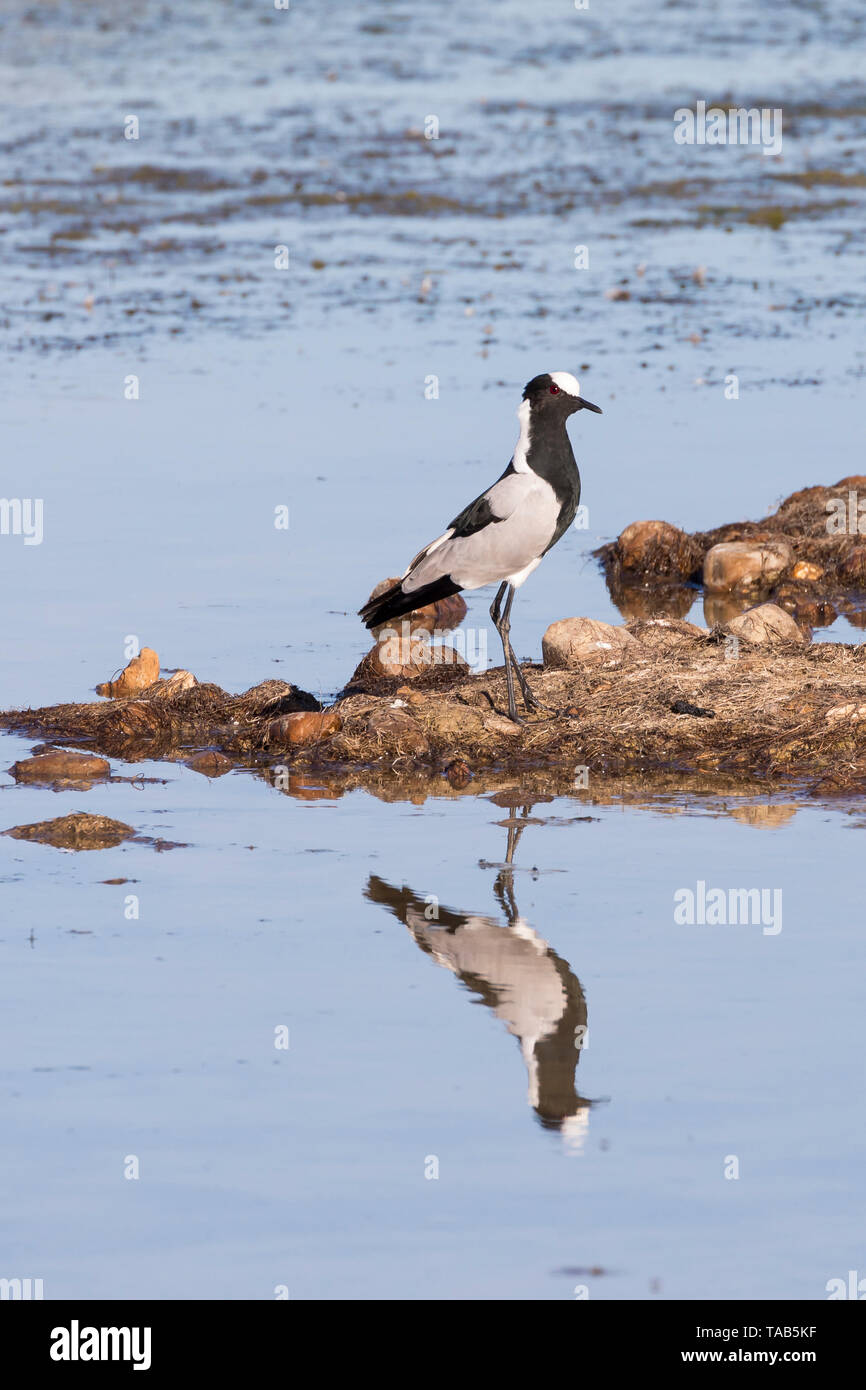 Blacksmith Lapwing, Blacksmith Plover (Vanellus armatus) foraging in a ...