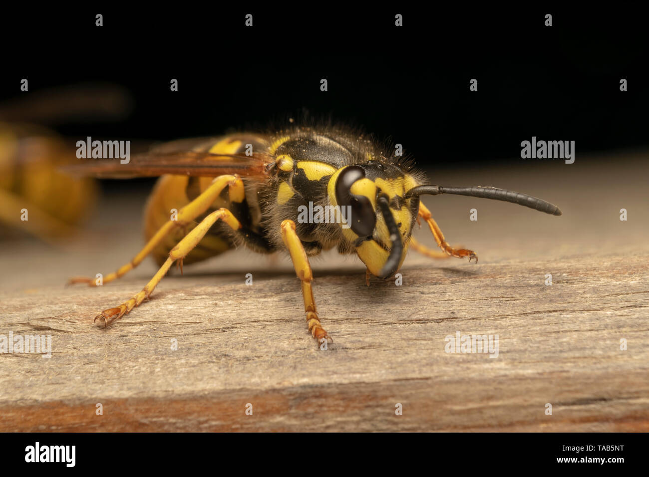 German wasp, European wasp or German yellowjacket (lat. Vespula ...