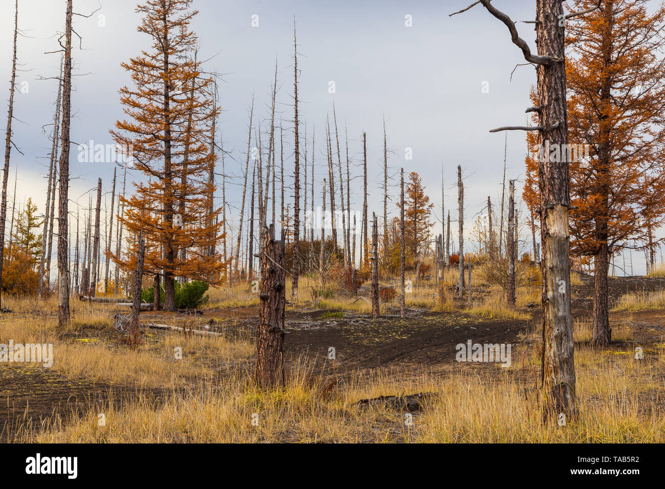 Dead forest in the center Kamchatka Peninsula, around the withered ...