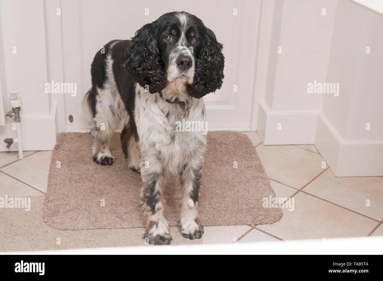 springer spaniel, male adult aged 10, standing on mat by interior door ...