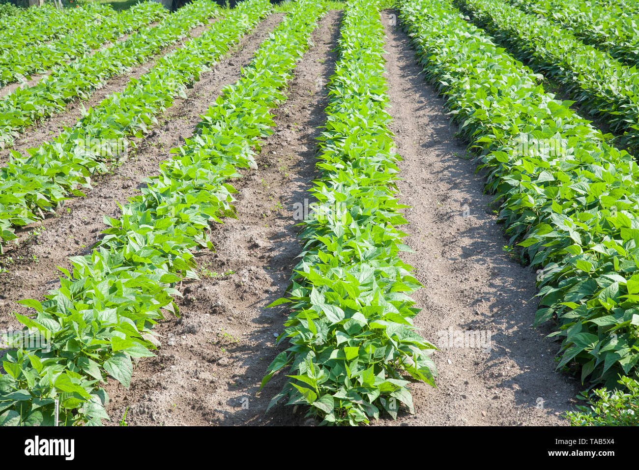 Crop plants hi-res stock photography and images - Alamy