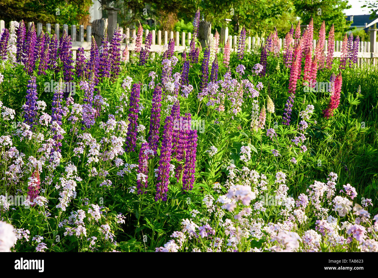 Purple roadside flowers hi-res stock photography and images - Alamy