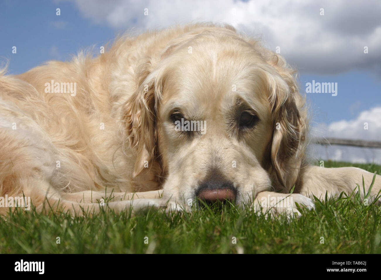 Golden retriever adult hi-res stock photography and images - Alamy
