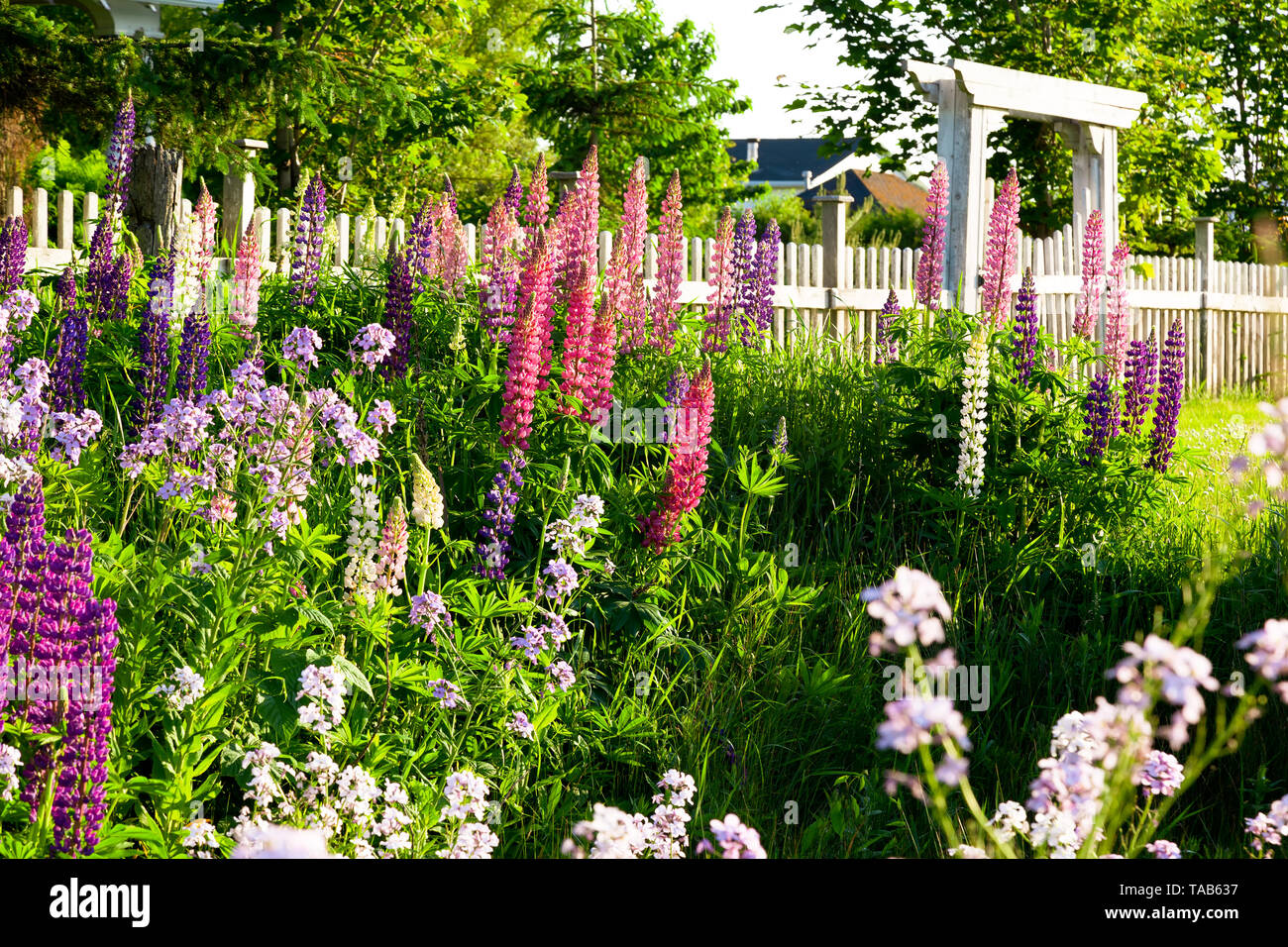 Lupins growing wild roadside in rural America Stock Photo - Alamy