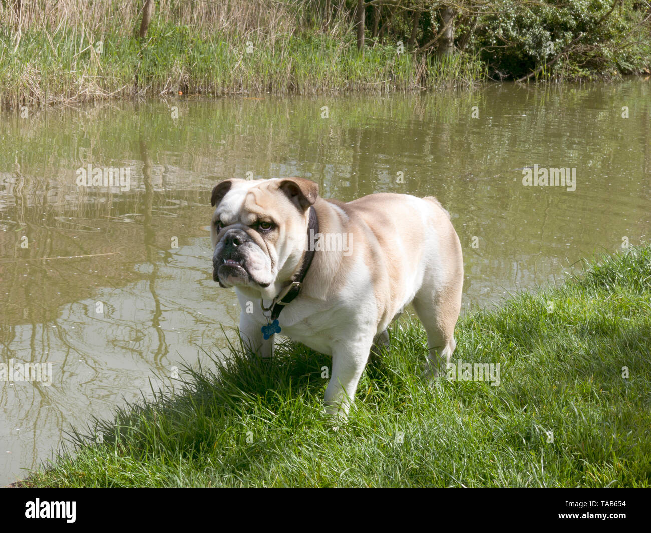 Bulldog, Male adult dog sitting beside river, England, UK Stock Photo ...