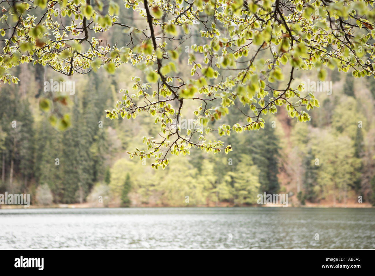 Ast zweig branch hi-res stock photography and images - Alamy