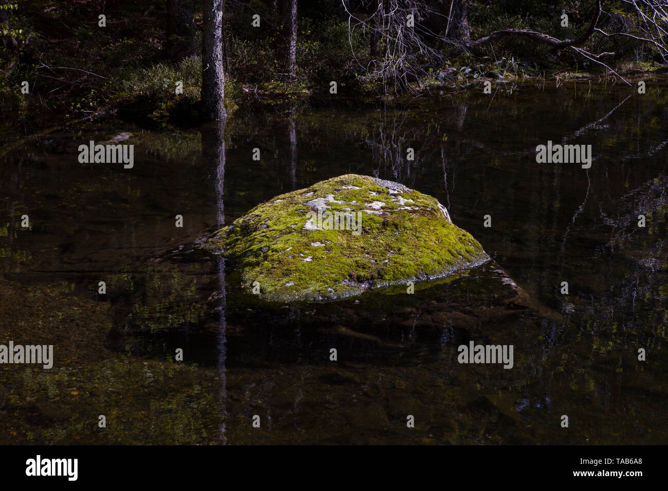 Tranquility. Mossy rock in a forest lake. Still water, single stone ...