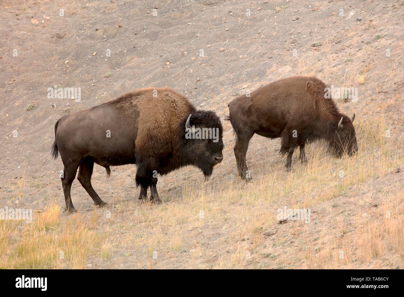 American bison (Bison bison) in Yellowstone national state park .Nature ...