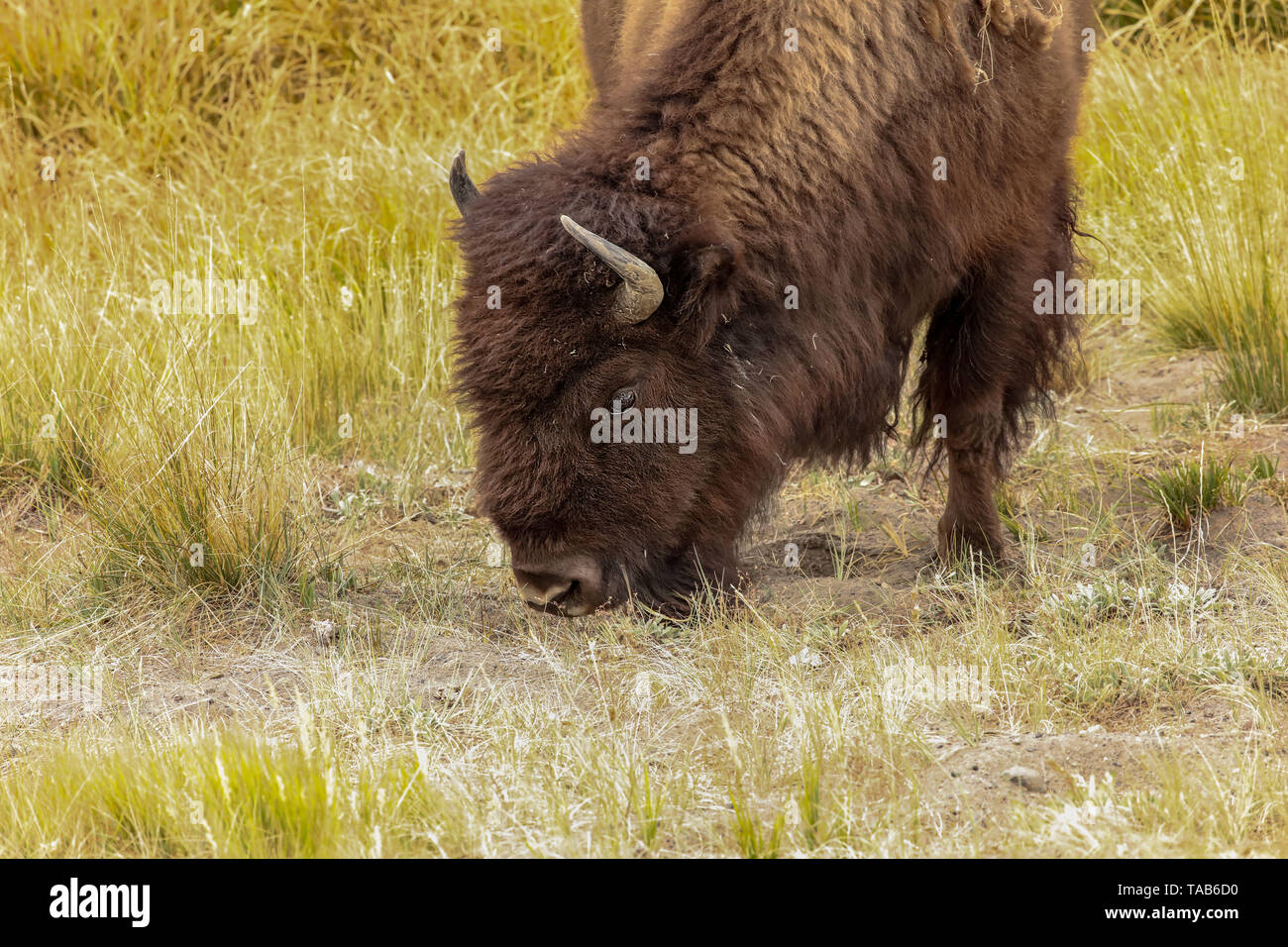 American bison (Bison bison) in Yellowstone national state park .Nature ...