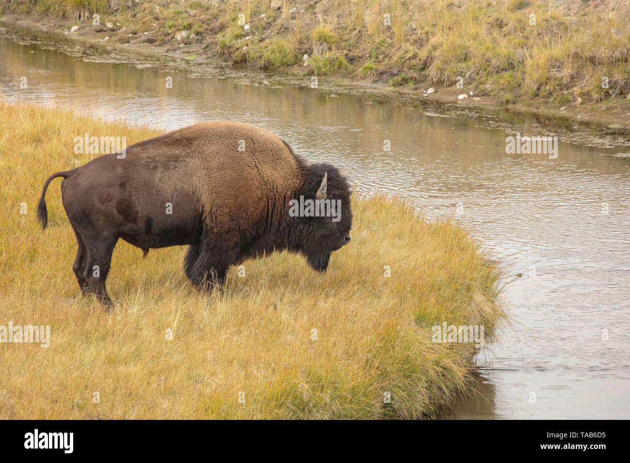 American bison (Bison bison) in Yellowstone national state park .Nature ...