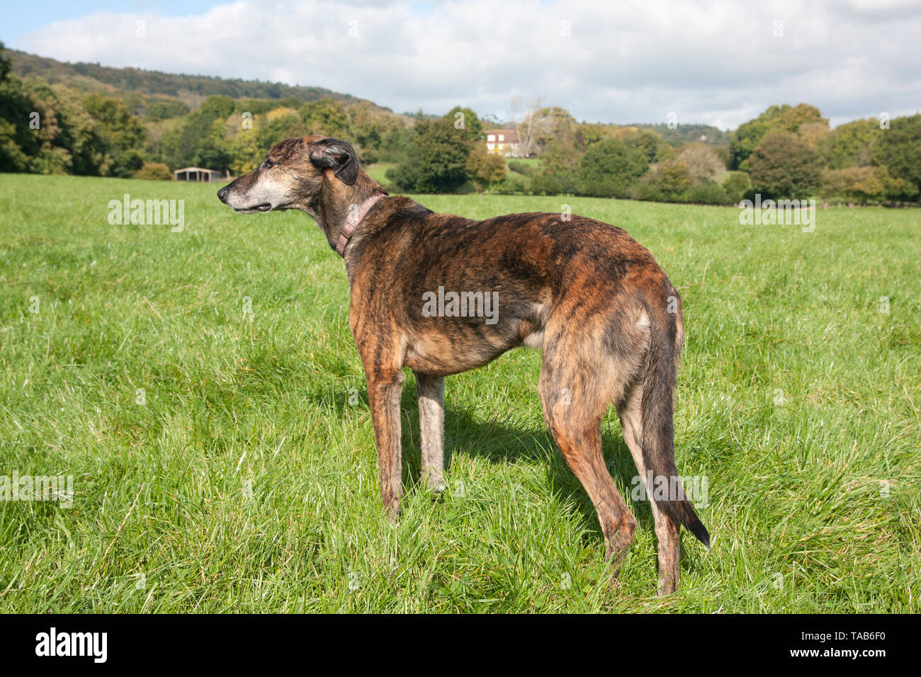 Lurcher dog, Full profile, Elderly adult looking across field ...