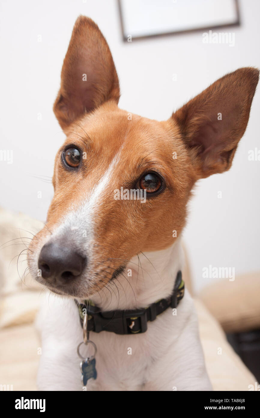 Jack russell terrier dog head hi-res stock photography and images - Alamy